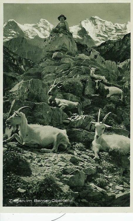 Ziege Ziegen Berner Oberland BE Motiv (Gebraucht) in Ennetmoos für CHF 3 – mit Lieferung auf ...