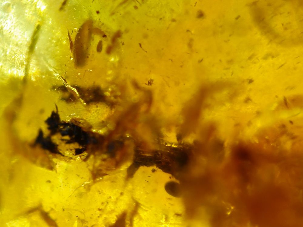 Bernstein mit Inkluse Naturbernstein Anhänger möglich Insekt (Neu ...