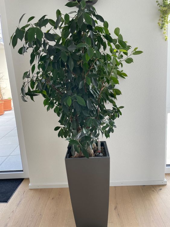 Ficus Benjamini im Topf (Gebraucht) in für CHF 60 – nur Abholung auf ...