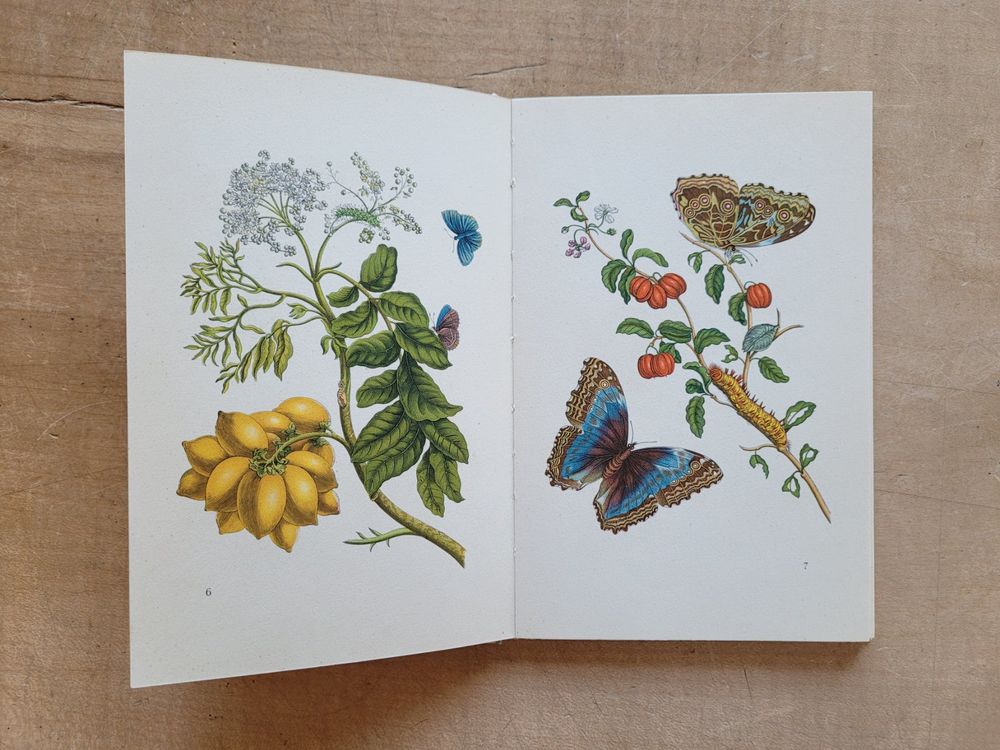 Das kleine Buch der Tropenwunder, Sybille Merian (Insel 351) (Gebraucht ...