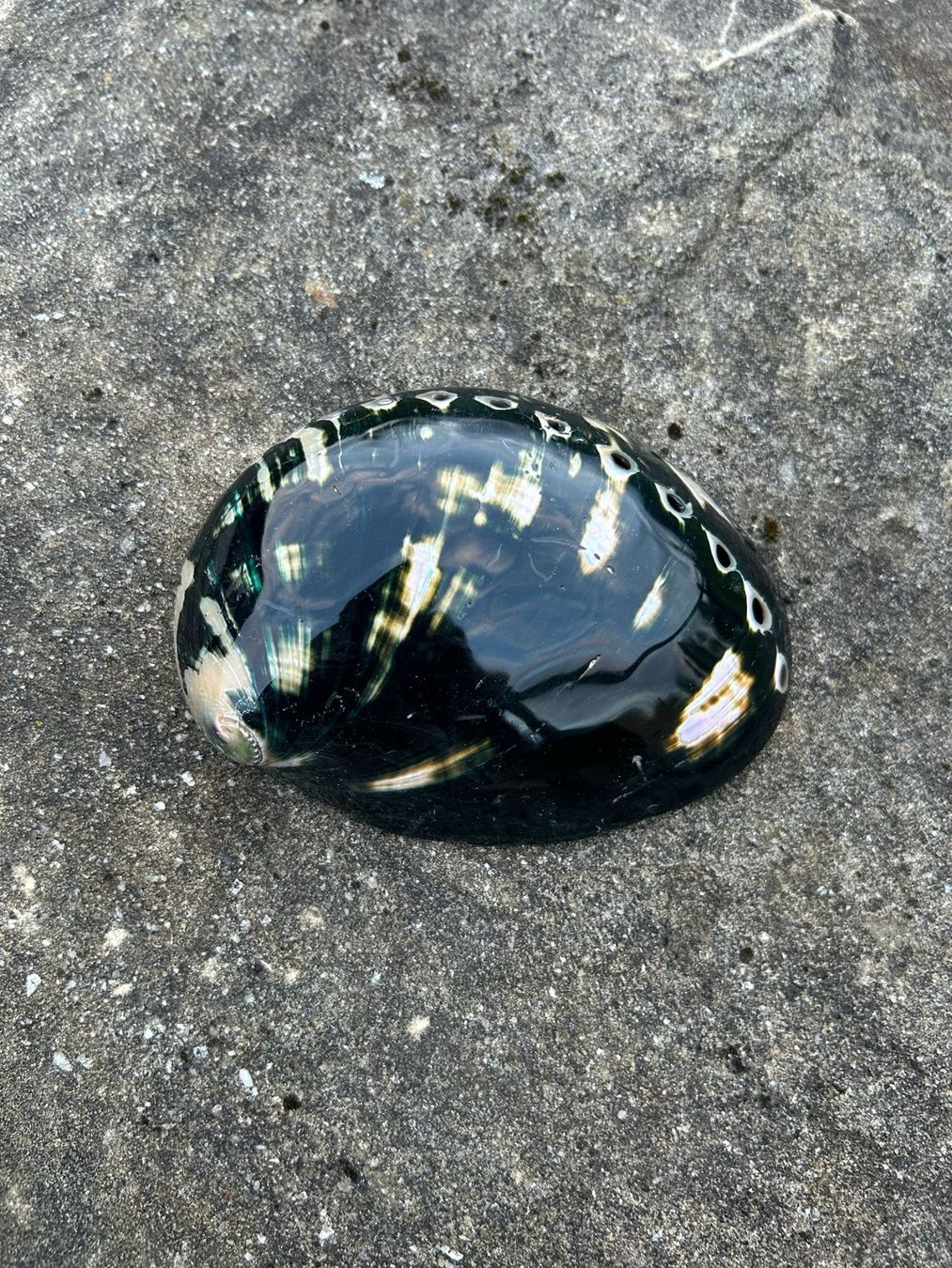 Schwarze Abalone Muschel poliert 147mm (Neu (gemäss Beschreibung)) in ...