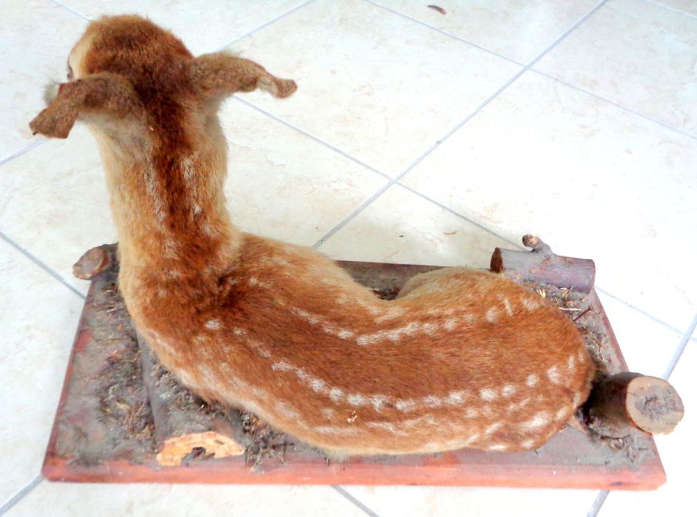 TOP !! Präparat,Tierpräparat , Rekitz , Reh L47×T22×H30 cm (Gebraucht ...