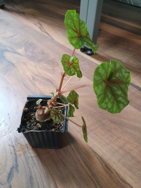 Begonia dregei - Caudex Begonie (Gebraucht) in Diessenhofen für CHF 5 ...