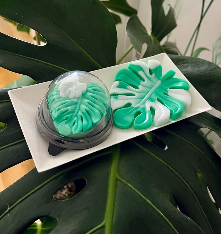 Seife Monstera Deliciosa Albo Variegata (Gebraucht) in Spreitenbach für ...