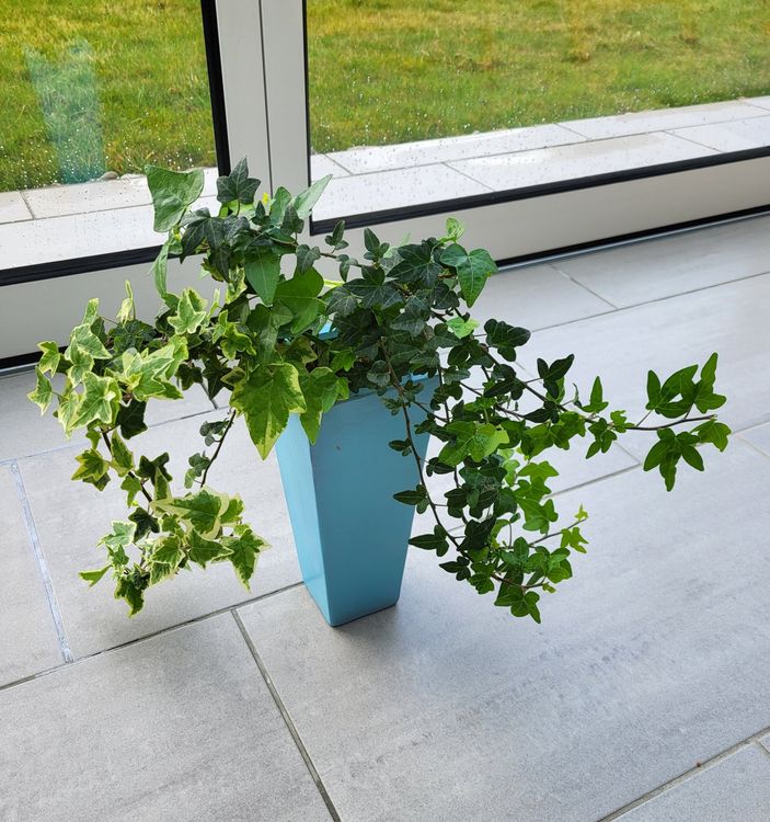 Efeu 2 farbig in schönem Topf 38 cm hoch | Kaufen auf Ricardo