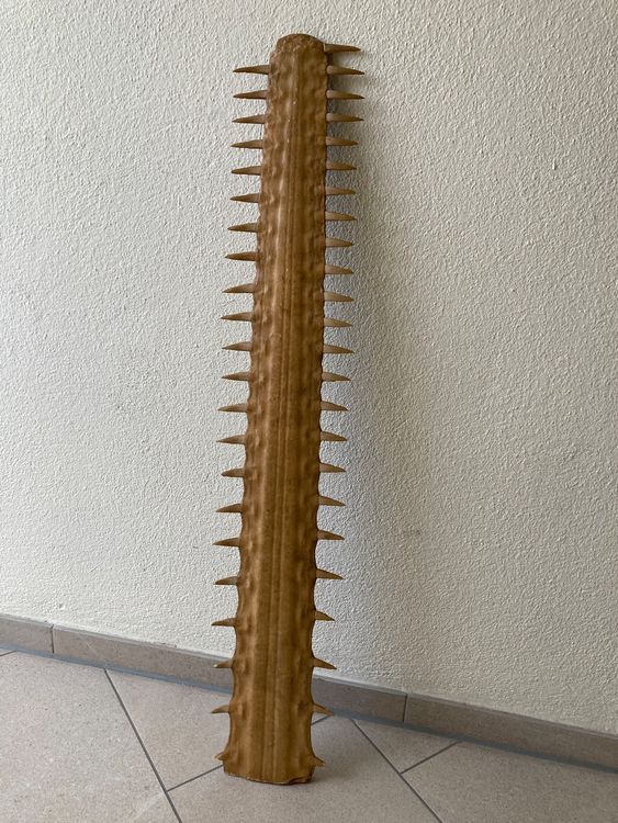 Antiker Sägerochen Fossil (Gebraucht) in Zürich für CHF 210 – nur ...