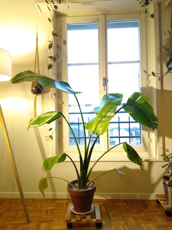 Strelitzia Bird of paradise Plante verte (Neuf (Voir description)) à ...