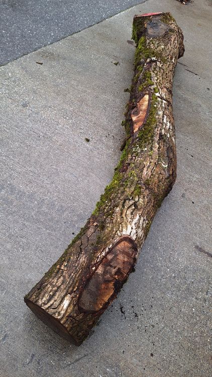 Nussholz Ast Holz Nussbaumholz drechseln basteln (Neu (gemäss ...