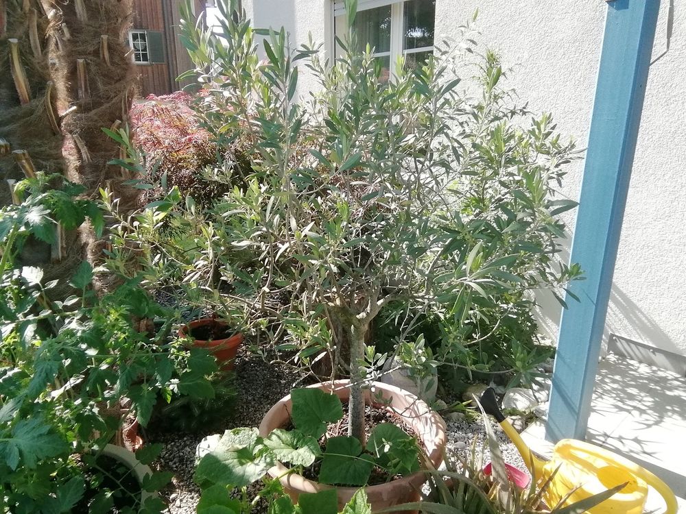 Großer Olivenbaum - Im Topf - Winterhart | Kaufen auf Ricardo