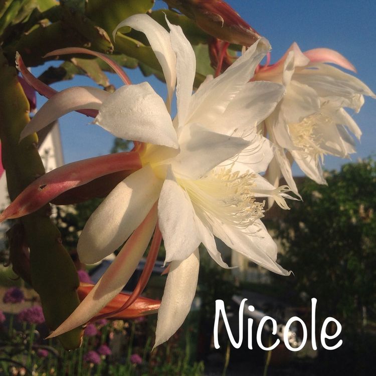 Epiphyllum Nicole mit Blütenknospen (Gebraucht) in seon für CHF 7 – mit ...