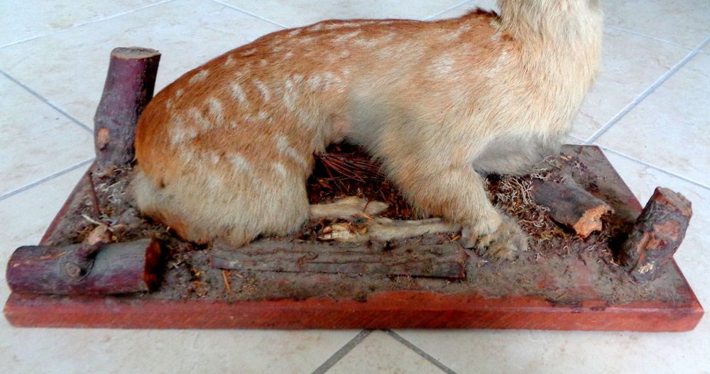 TOP !! Präparat,Tierpräparat , Rekitz , Reh L47×T22×H30 cm (Gebraucht ...