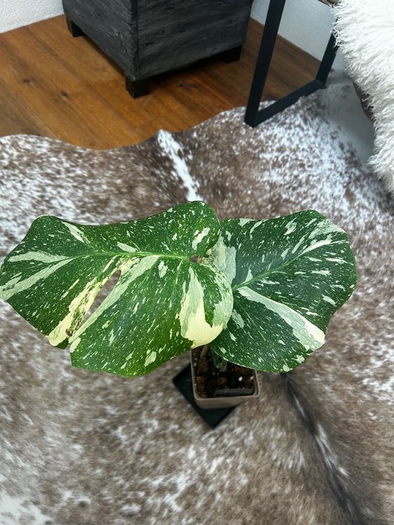 Monstera Thai Constellation Kopfsteckling bewurzelt | Kaufen auf Ricardo