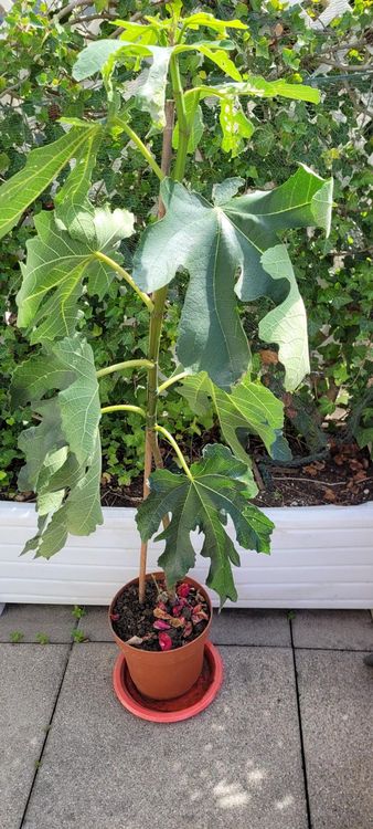 Feigenbaum, 120 cm Hoch (Neu und originalverpackt) in Frenkendorf für CHF 25 – nur Abholung auf ...