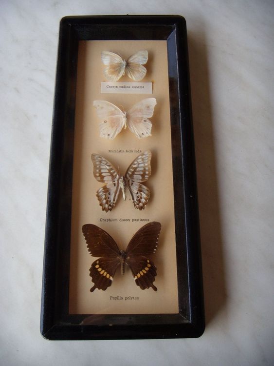 4 !! echte Schmetterlinge , hinter Glas | Kaufen auf Ricardo