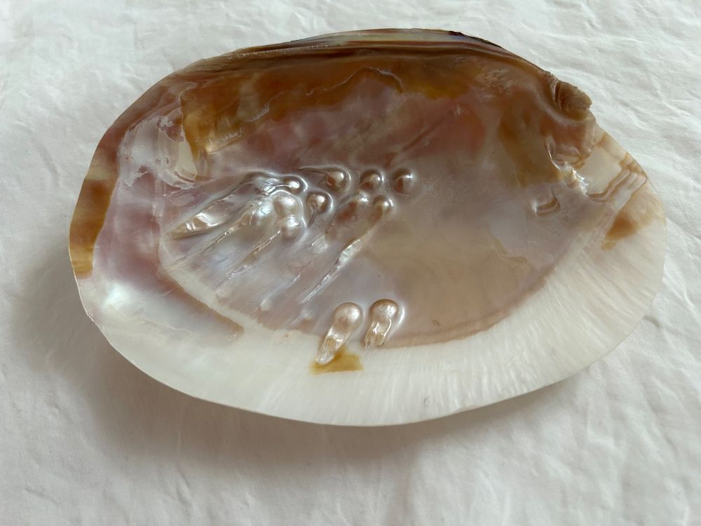 Muschel mit Perlen (Neu (gemäss Beschreibung)) in Glashütten für CHF 5 ...