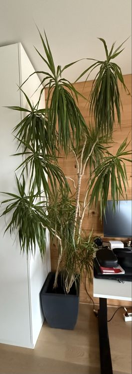 Grosse Yucca Palme / Zimmerpflanze Topf 🌴🌱🌞 (Gebraucht) in Wädenswil für CHF 60 – nur Abholung ...