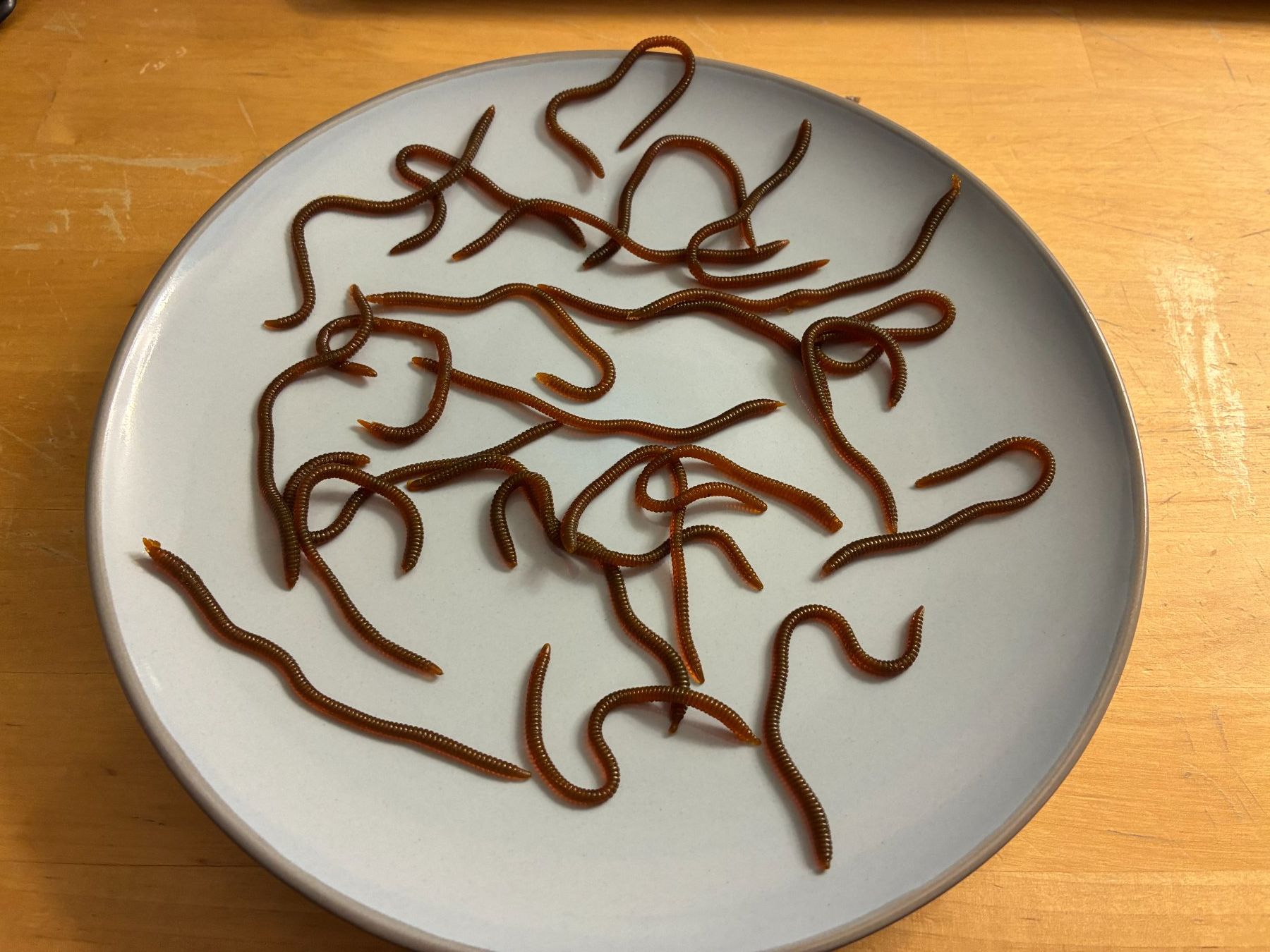 25 Satoshi Futanari Gummiwürmer - lebensecht - 10 CM - neu (Neu (gemäss ...