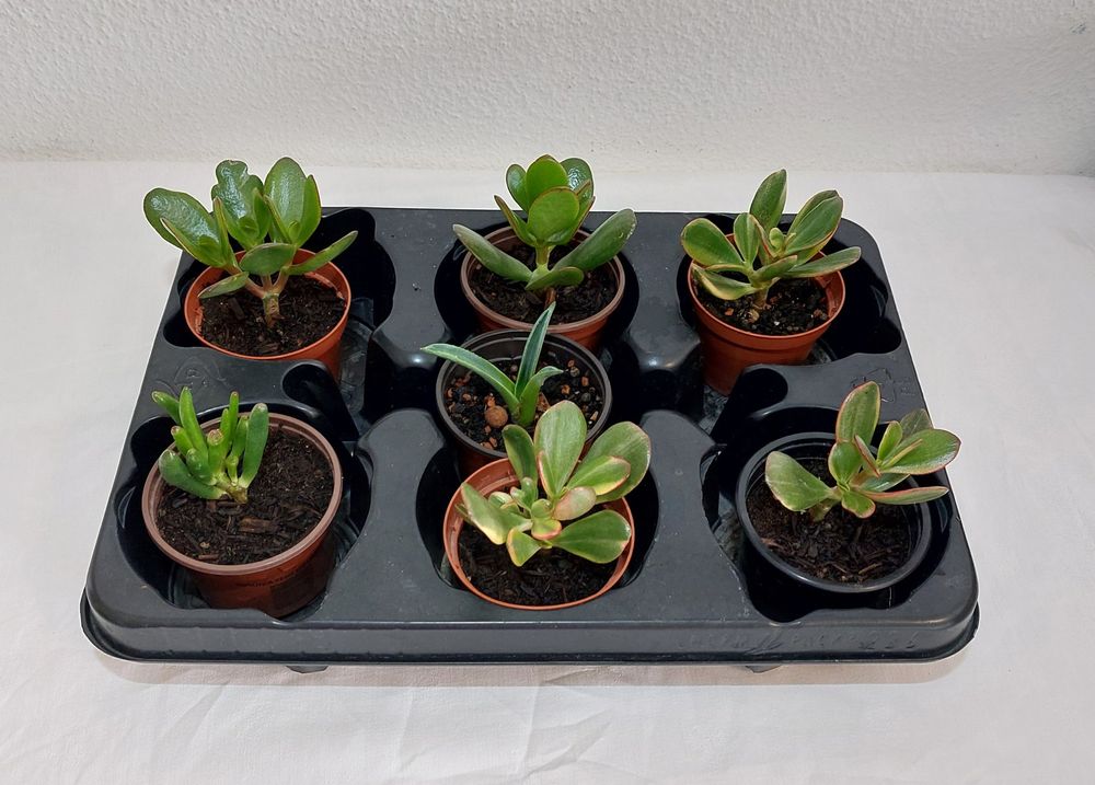 Bewurzelten kleinen Geldbaum Setzlinge (Crassula Ovata) (Neu (gemäss ...
