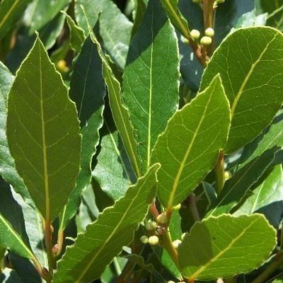 LAURIER SAUCE 2x (Neuf (Voir description)) à Bremblens pour CHF 34 ...