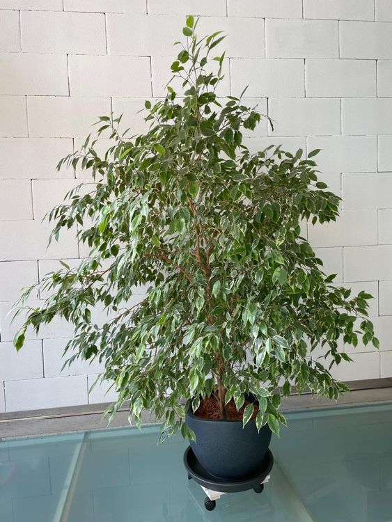 Grosse Zimmerpflanze Zimmerbaum Birkenfeige / Ficus Benjamin (Gebraucht ...