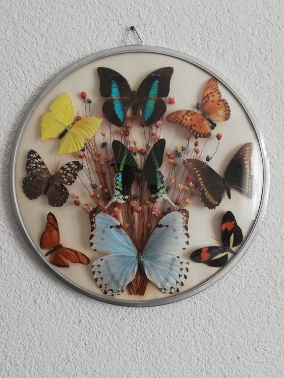 Schmetterlinge hinter Glas | Kaufen auf Ricardo