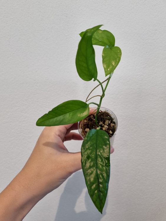 Epipremnum Pinnatum 'Skeleton key' (Gebraucht) in Bern für CHF 11 – mit ...