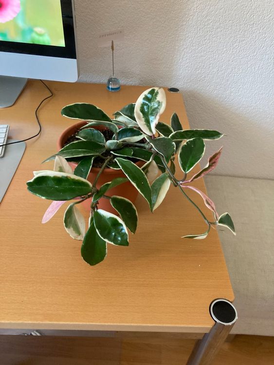Zimmerpflanze Hoya Carnosa Dreifarbig | Kaufen auf Ricardo