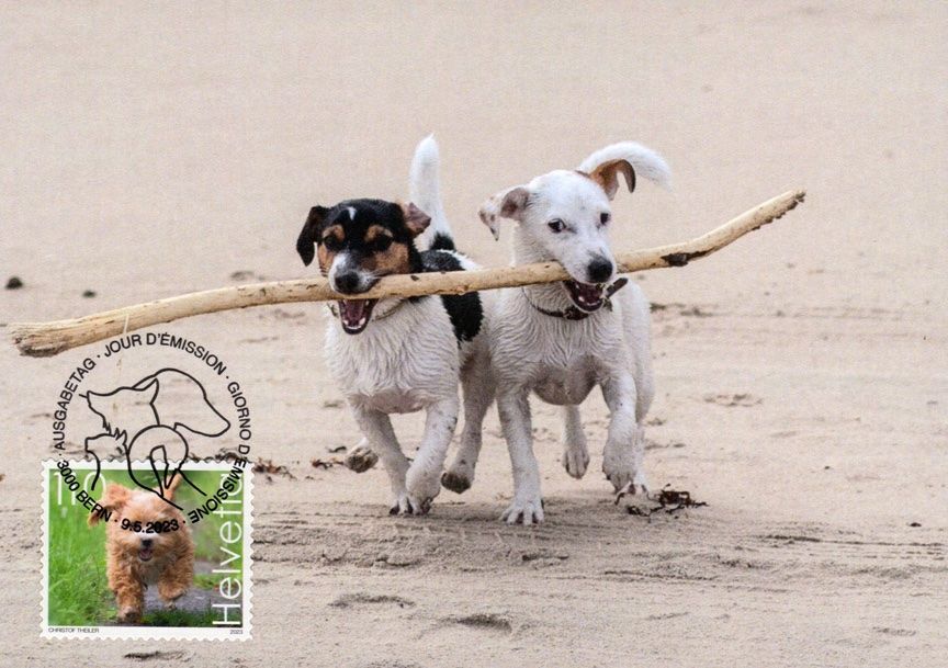 Maximumkarte Süsse Tiere - Hund (Neu (gemäss Beschreibung)) in Dottikon für CHF 4 – mit ...