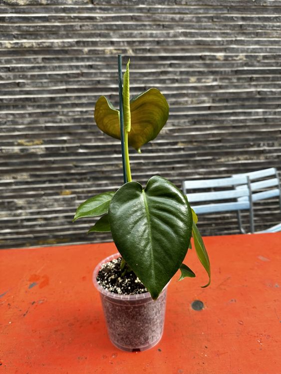 Monstera Deliciosa Klein | Kaufen auf Ricardo