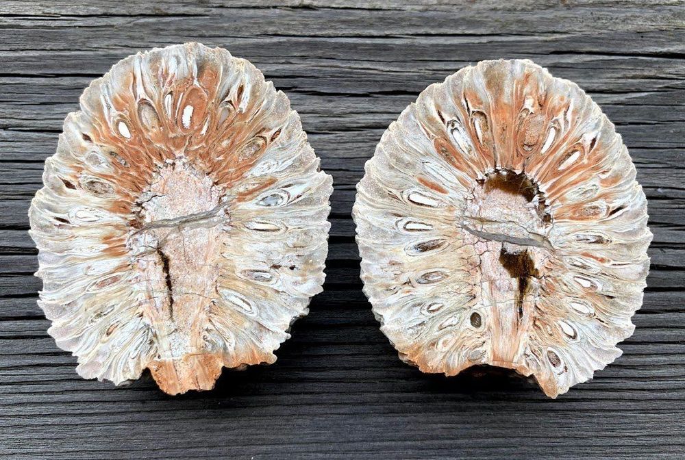 Araucaria mirabilis fossiler Zapfen | Kaufen auf Ricardo