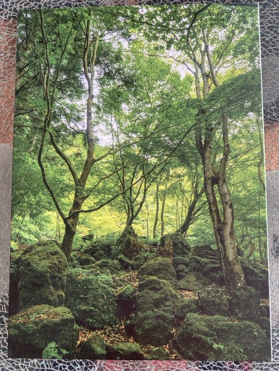 Displate Waldbild (Gebraucht) in Affoltern am Albis für CHF 3 – mit ...