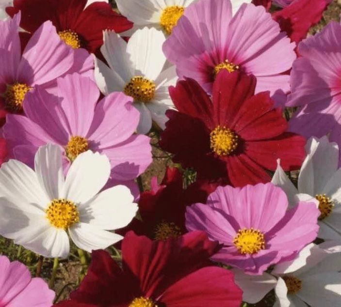 Ab 1.- fr 20 SAMEN GRAINES SEMI SEEDS Mix Cosmea (Neu und ...