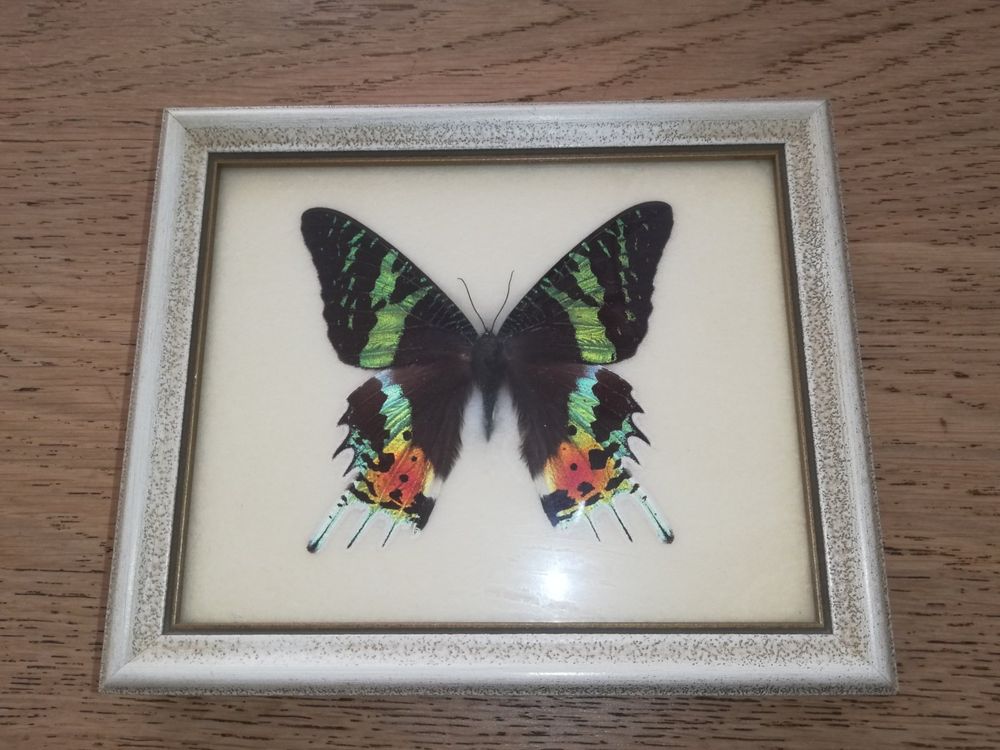 Schmetterling hinter Glas | Kaufen auf Ricardo