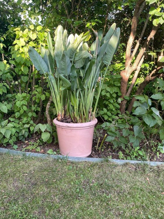 Strelitzie Gross 3 | Kaufen auf Ricardo