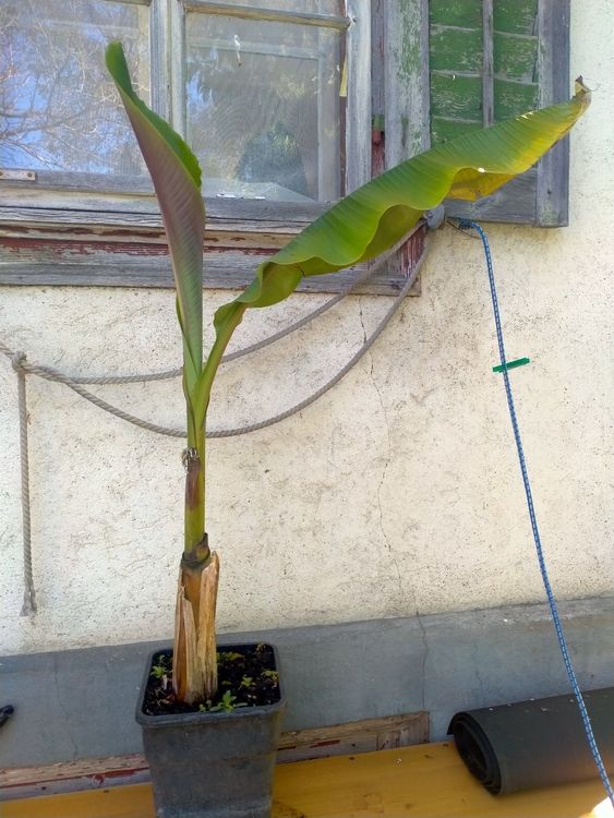 Japanische Faser Banane BananenBaum mit Topf H.ca.90/130 (2) (Gebraucht ...