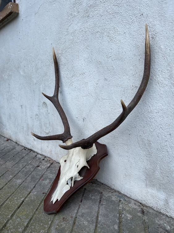 Hirsch Geweih Kaufen