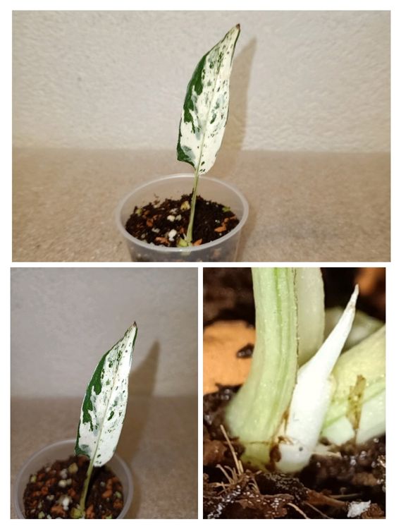 Epipremnum Cebu Blue Variegata (Neu (gemäss Beschreibung)) in ...
