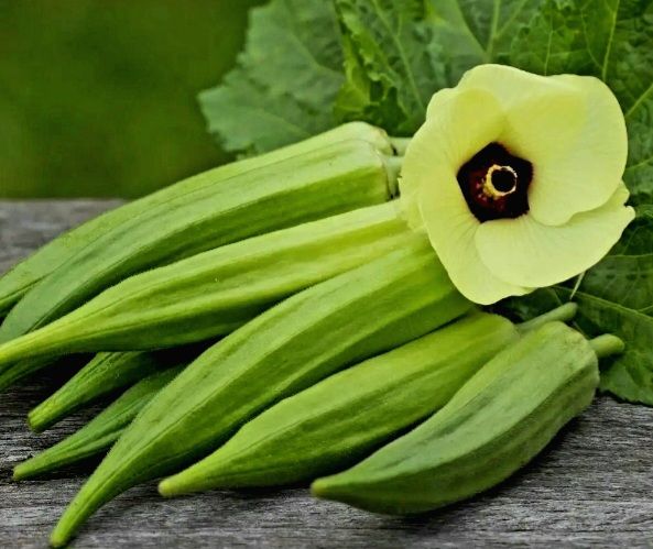 Ab 1.- fr 5 Samen OKRA GOMBO GOMBEAU GOMBAULT aus Afrika (Neu und ...
