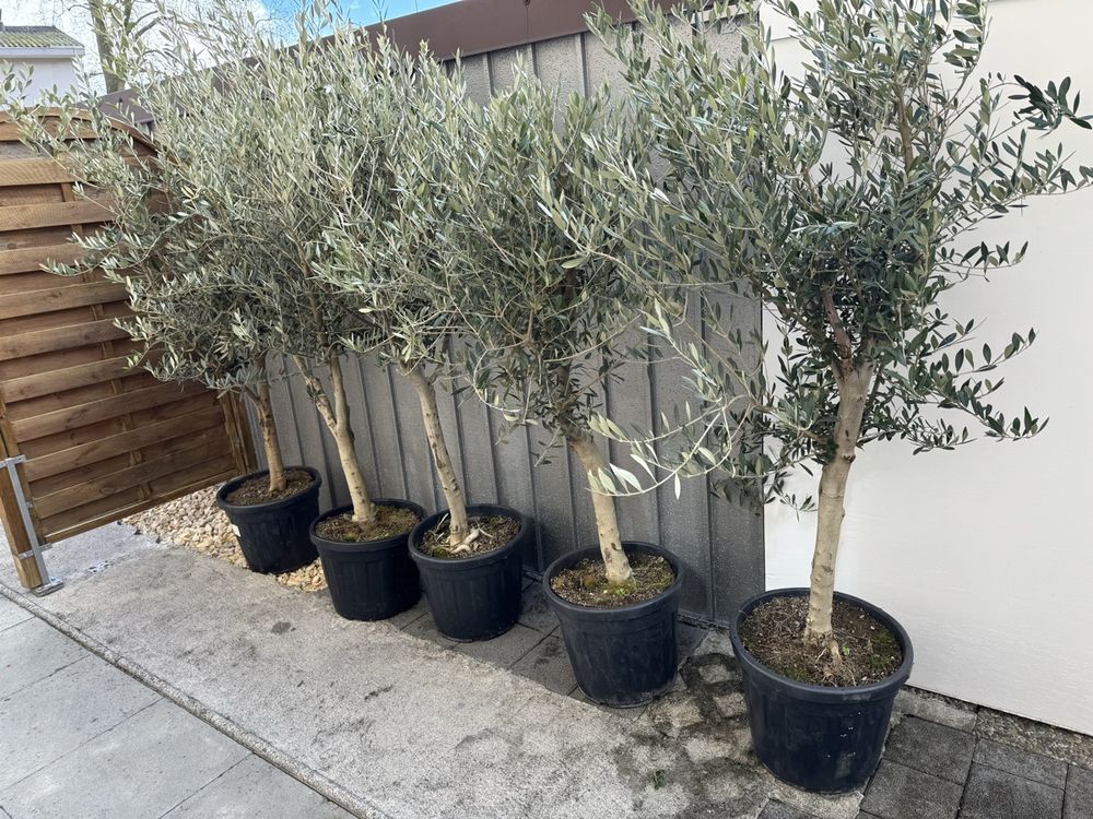Olivenbaum Olea europaea | Kaufen auf Ricardo