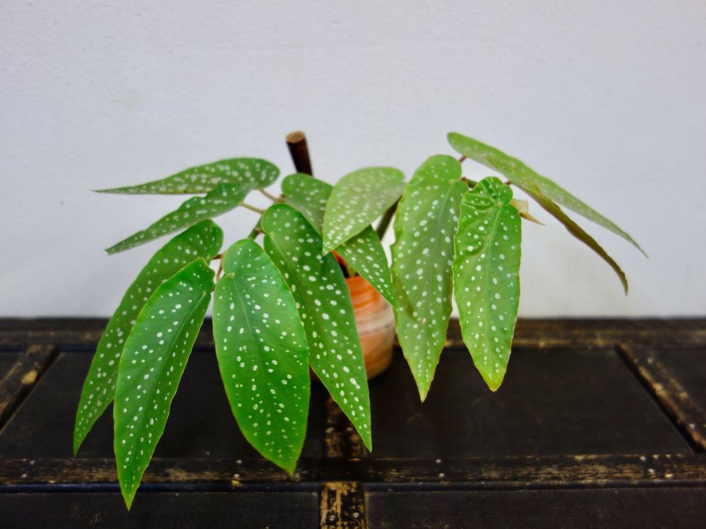 Bambus-Begonie Begonia Tamaya maculata | Kaufen auf Ricardo