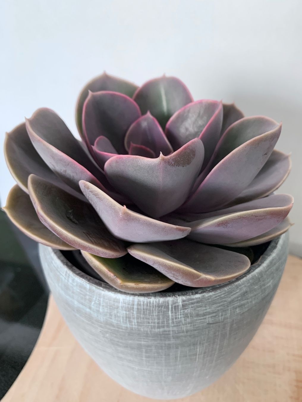 Echeveria „Perle v. Nürnberg“ ø 14 cm Sukkulente in Übertopf (Neu ...