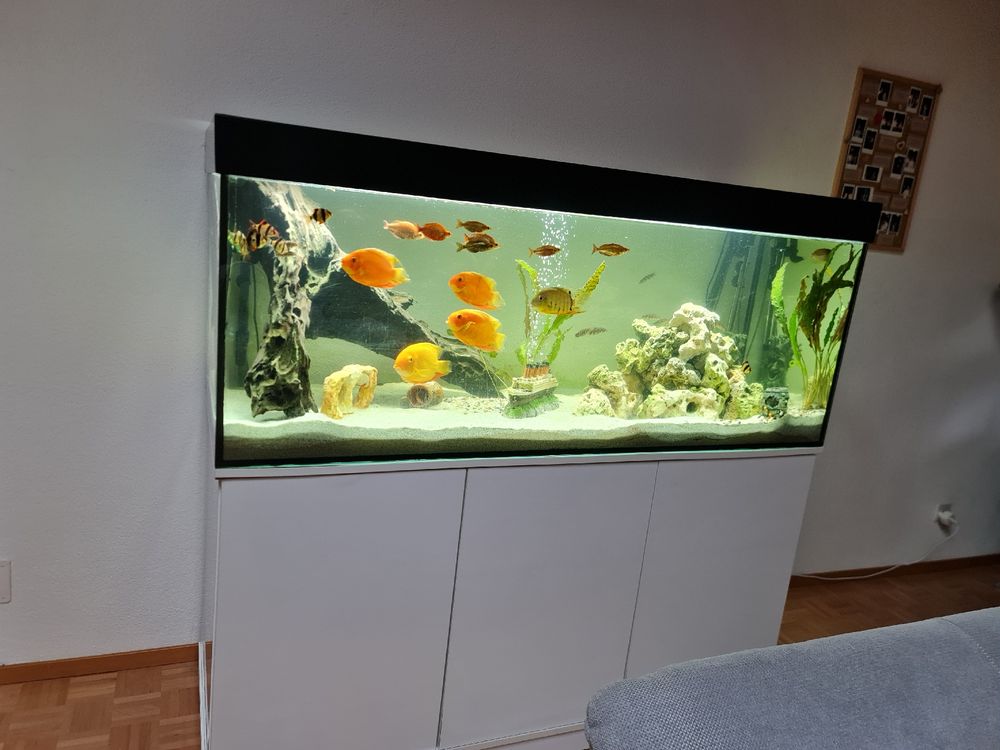 575 Liter Aquarium komplett (Gebraucht) in Grabs für CHF 750 – nur Abholung auf Ricardo kaufen