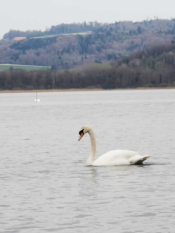 Zürich Zoo Eintritt gültig nur noch bis 30.4.23 (Gebraucht) in Lindau ...