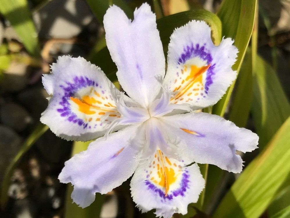 IRIS CRISTATA - DWARF CRESTED IRIS (Neu (gemäss Beschreibung)) in für ...