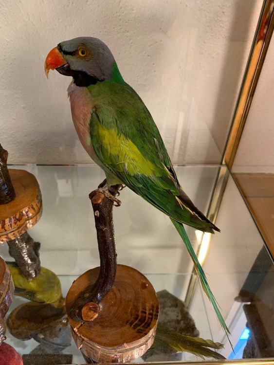 Chinasittich präparat / ausgestopft | Kaufen auf Ricardo