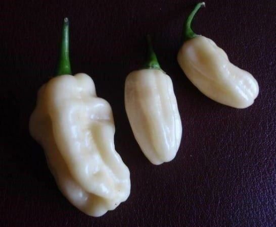Piment Blanc "White Habanero " (Neuf (Voir description)) à Bremblens ...