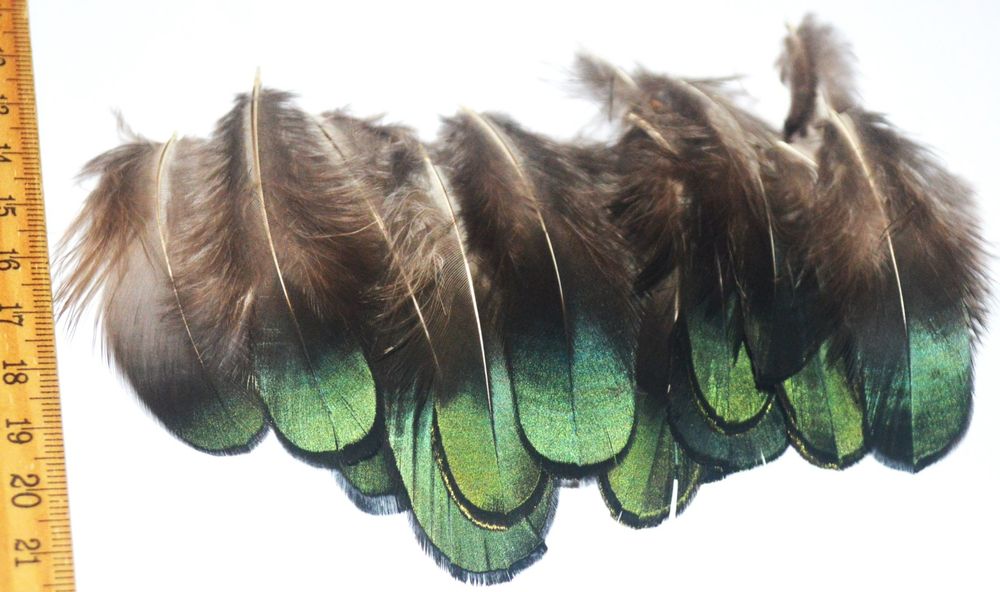 Deko Federn 360 - 6 bis 8 cm – Fasan - 20 Stück (Neu und ...