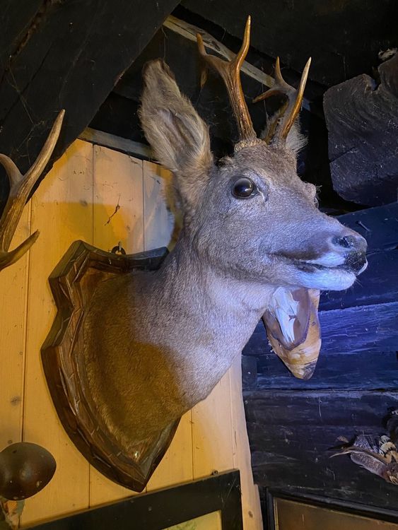 Schöner, alter Rehbock (Gebraucht) in Oberägeri für CHF 45 – mit ...