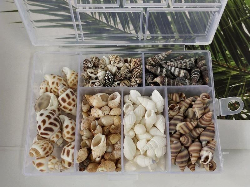 200 MUSCHELN ZUR DEKORATION IN BOX (Neu und originalverpackt) in Kriens ...