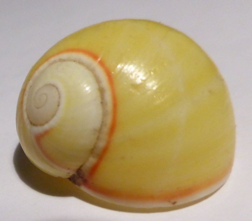 POLYMITA VENUSTA, SUPER ZITRONENGELB, MIT ROTEN LINIEN, RARE | Kaufen ...